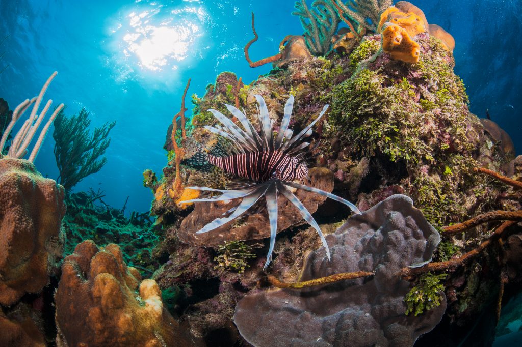 Invasive Lionfish – Splash Dive Center
