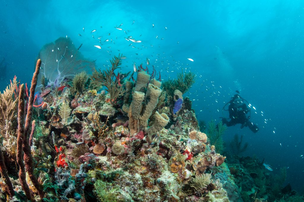 Belize Scuba Diving Packages & Whale Sharks | Splash Dive Center ...