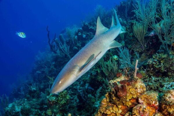 Shark Hole | Splash Dive Center
